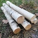 5 Birch Logs White Wood Logs Fireplace Logs Craft Birch White Birch ...