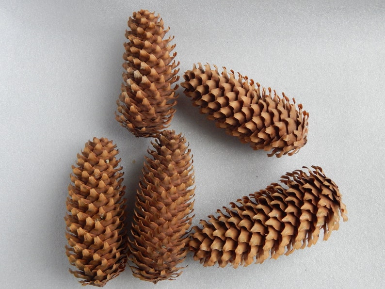 SALE 10 Natural CONES. Pine Cones. Large Decorative Fir - Etsy