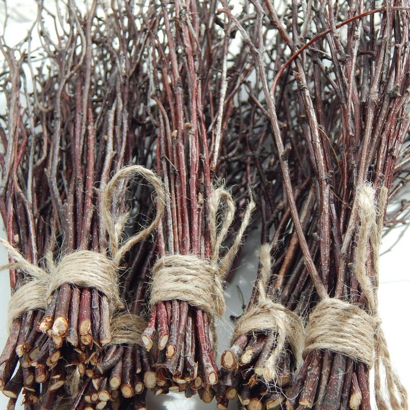 White Birch Branches - Etsy