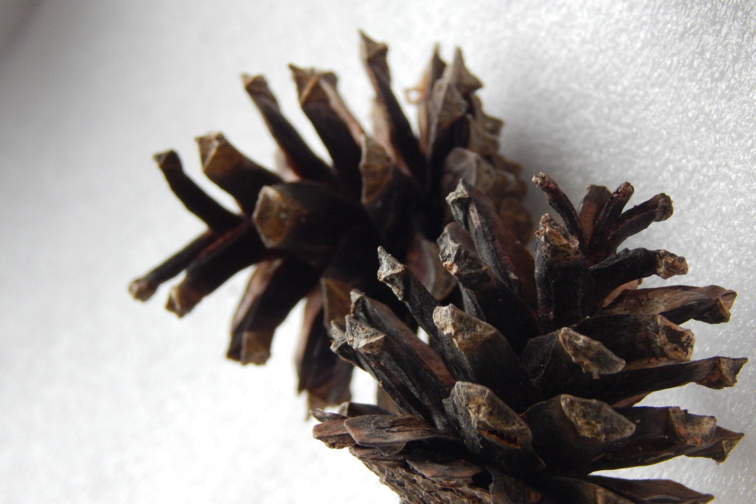 Pine Cones. Set of 15 Pine Cones. Small Pine Cones. Decorative - Etsy