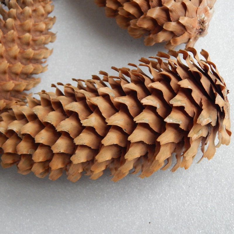 Large Pine Cones - Etsy