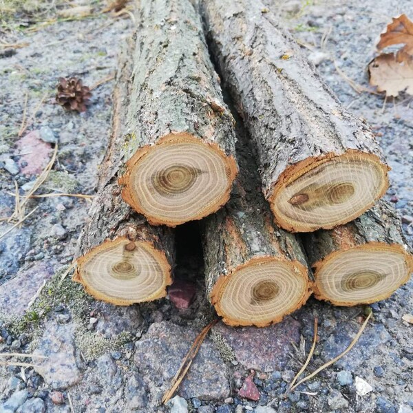 Log Furniture - Etsy