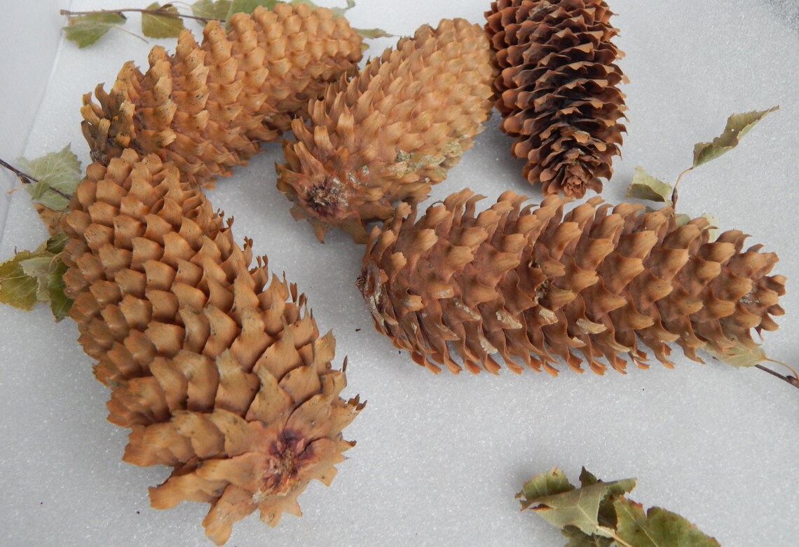 SALE 10 Natural CONES. Pine Cones. Large Decorative Fir | Etsy
