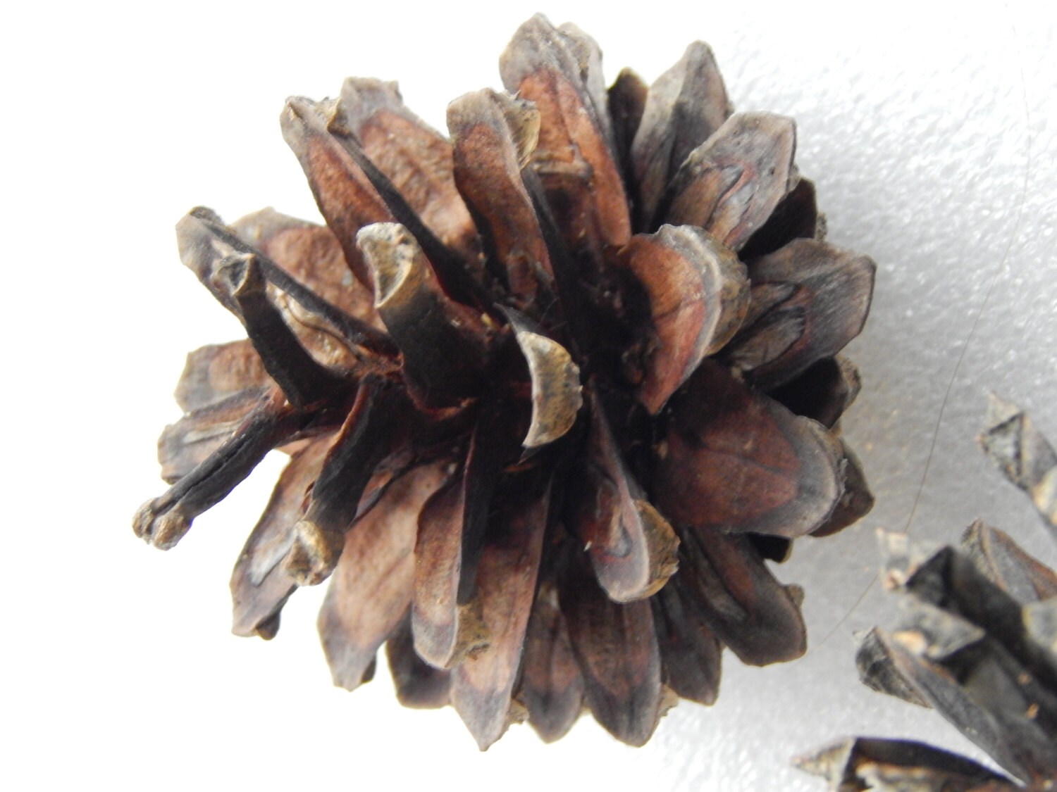 Pine Cones. Set of 15 Pine Cones. Small Pine Cones. Decorative - Etsy