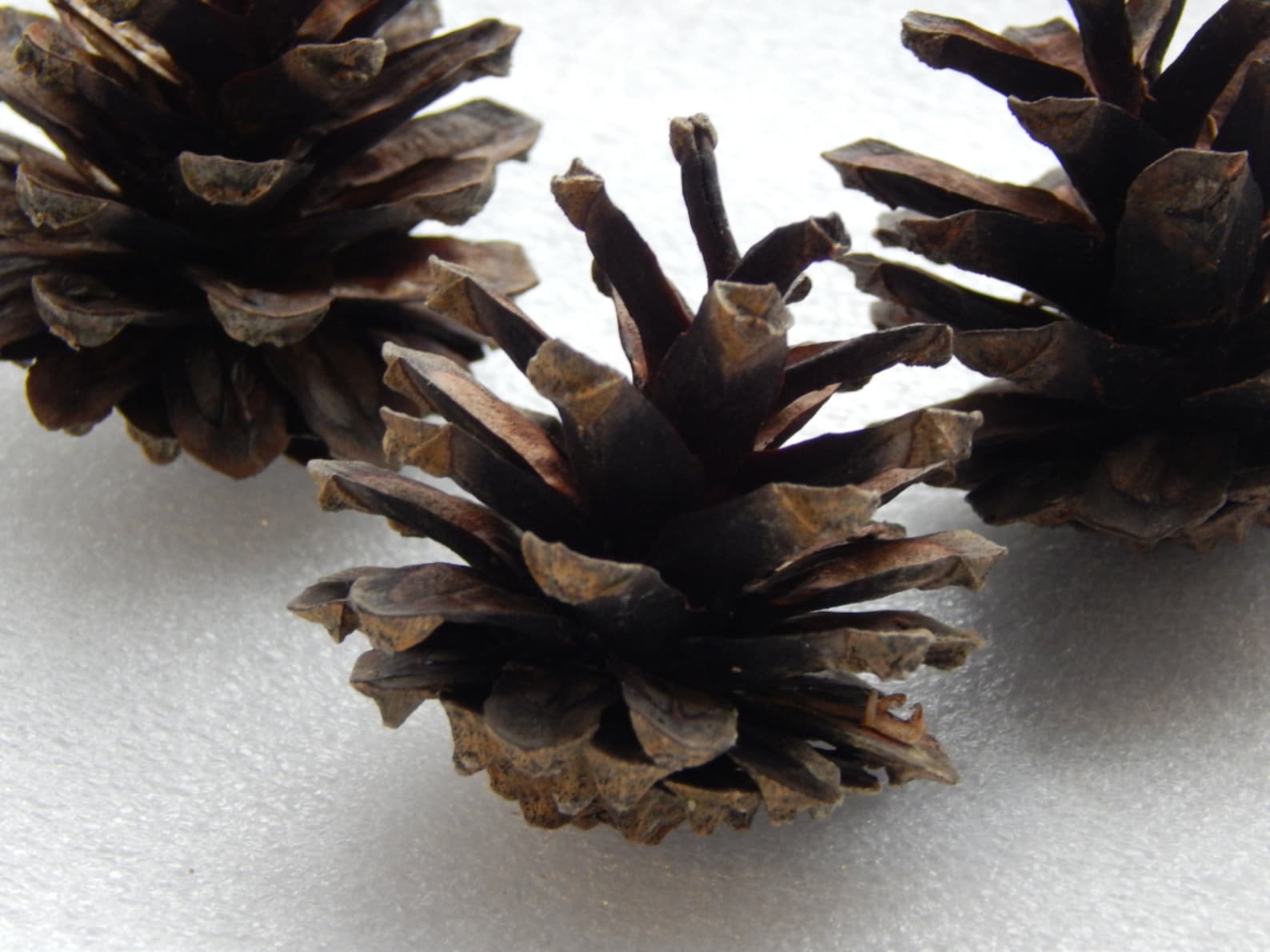 Pine Cones. Set of 15 Pine Cones. Small Pine Cones. Decorative - Etsy