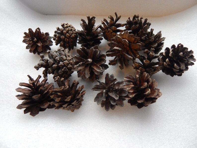 Pine Cones. Set of 15 Pine Cones. Small Pine Cones. Decorative - Etsy