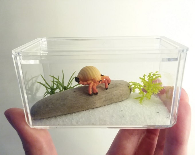 Miniature Hermit Crab Terrarium No Fuss Desk Pet for Kid or Adult OOAK ...