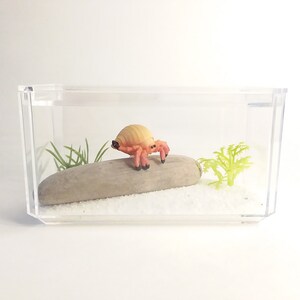 Miniature Hermit Crab Terrarium No Fuss Desk Pet for Kid or Adult OOAK ...