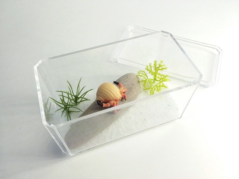 Miniature Hermit Crab Terrarium No Fuss Desk Pet for Kid or | Etsy