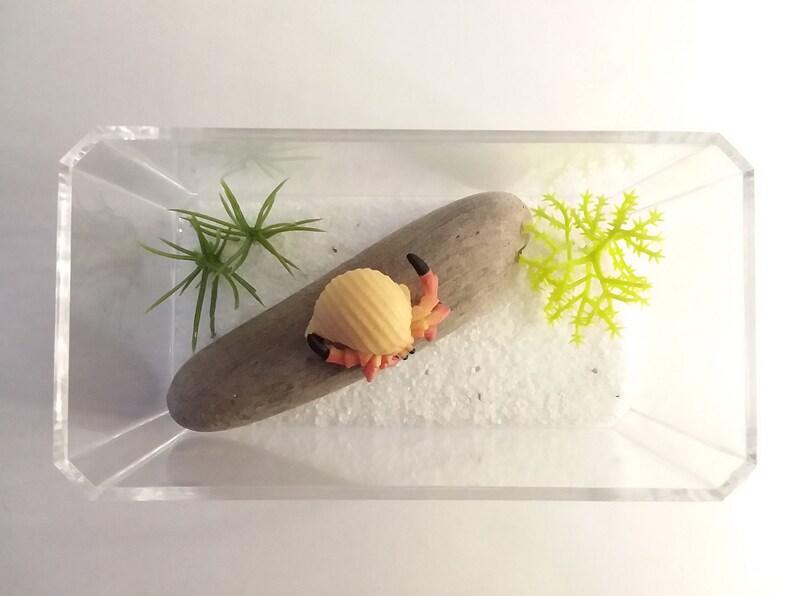 Miniature Hermit Crab Terrarium No Fuss Desk Pet for Kid or | Etsy