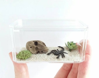 Miniature Hermit Crab Terrarium No Fuss Desk Pet for Kid or Adult OOAK ...