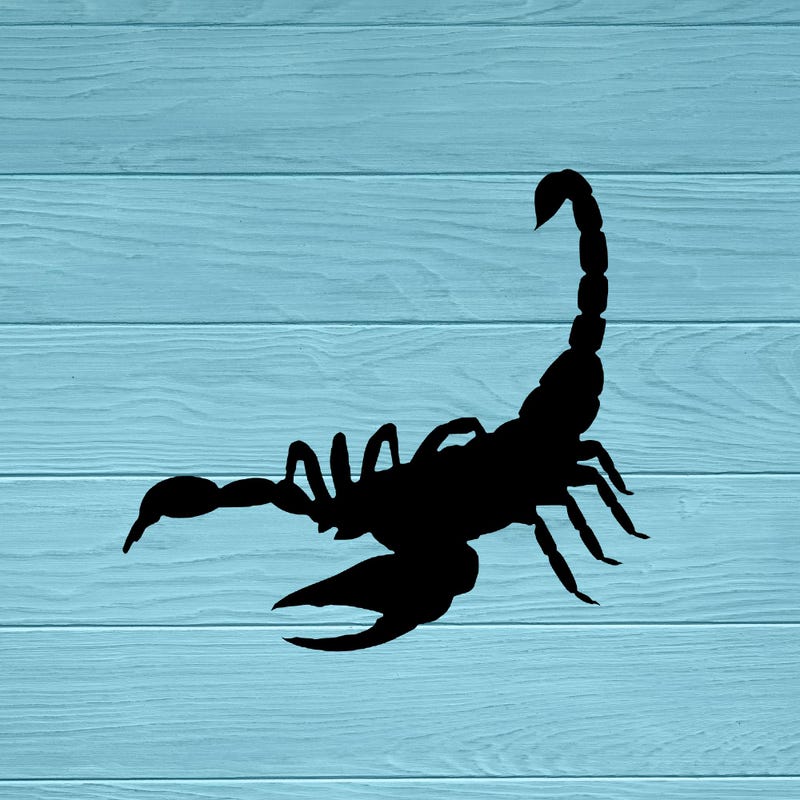 Scorpion Car Decal - Etsy