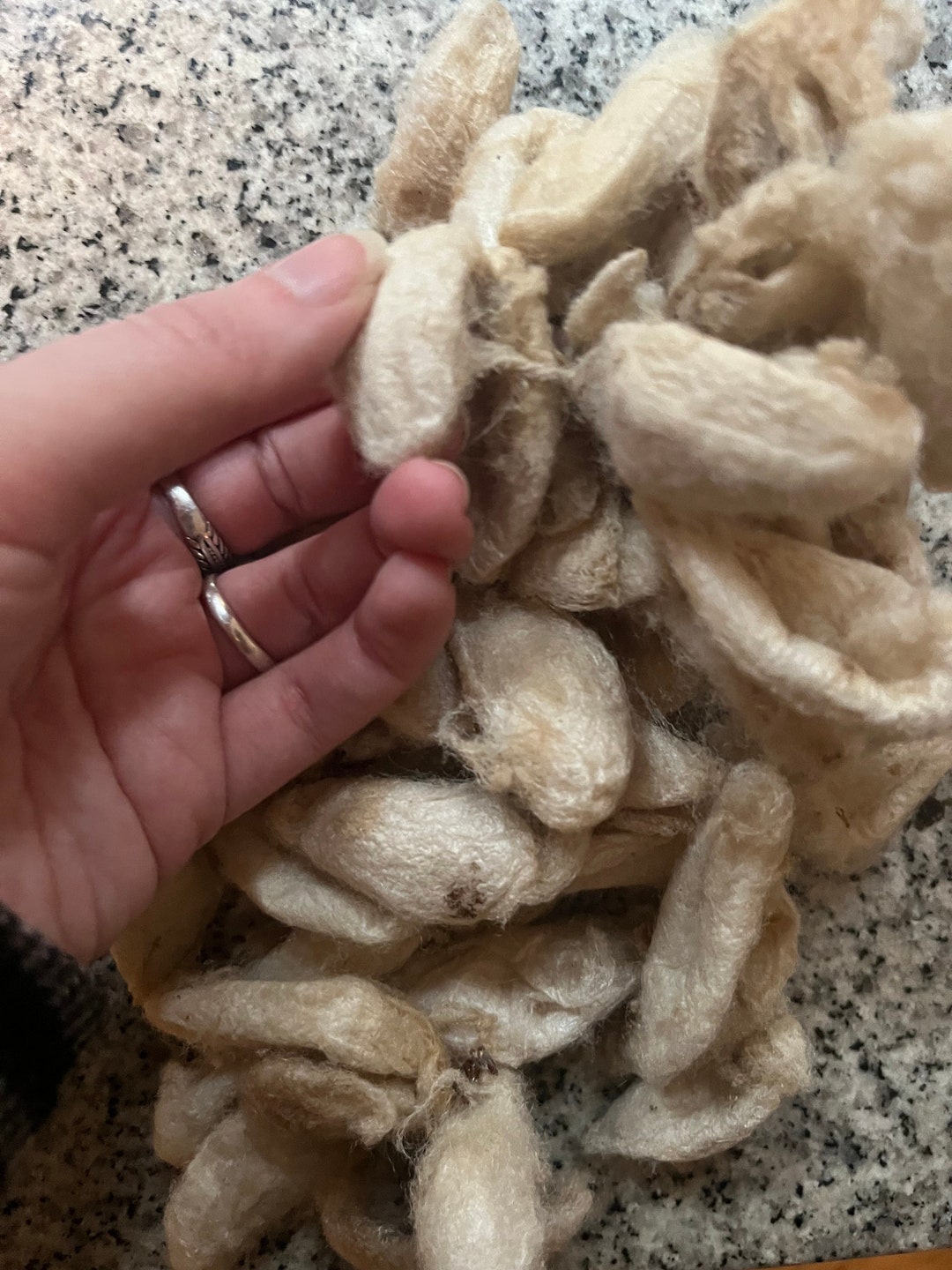 Eri Wild Silk Cocoons | Raw Silk for Hand Spinning | Silkworm Cocoons ...