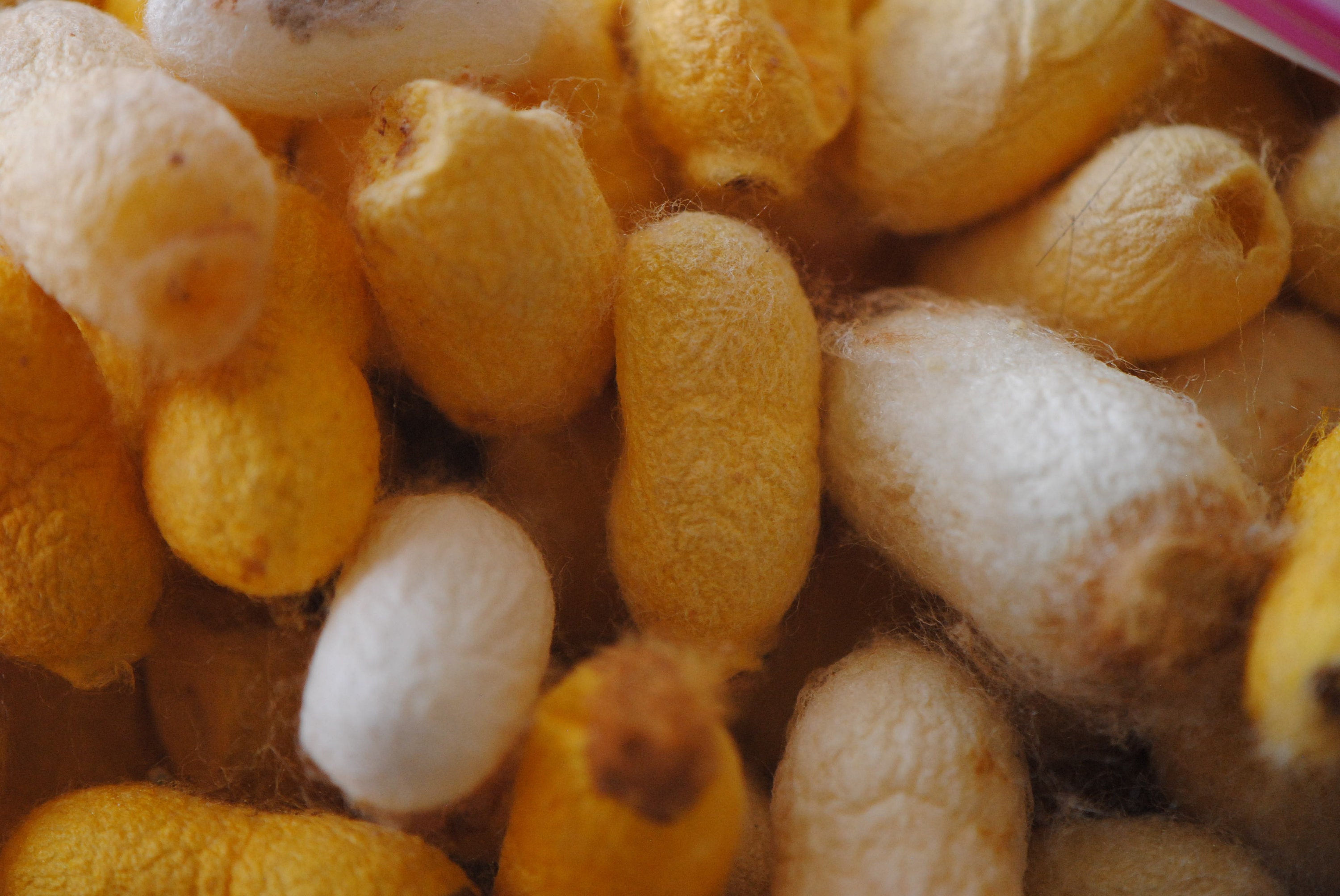 Peace Silk Cocoons | Raw Silk Fiber | Hand Raised Cocoons | Silkworm ...