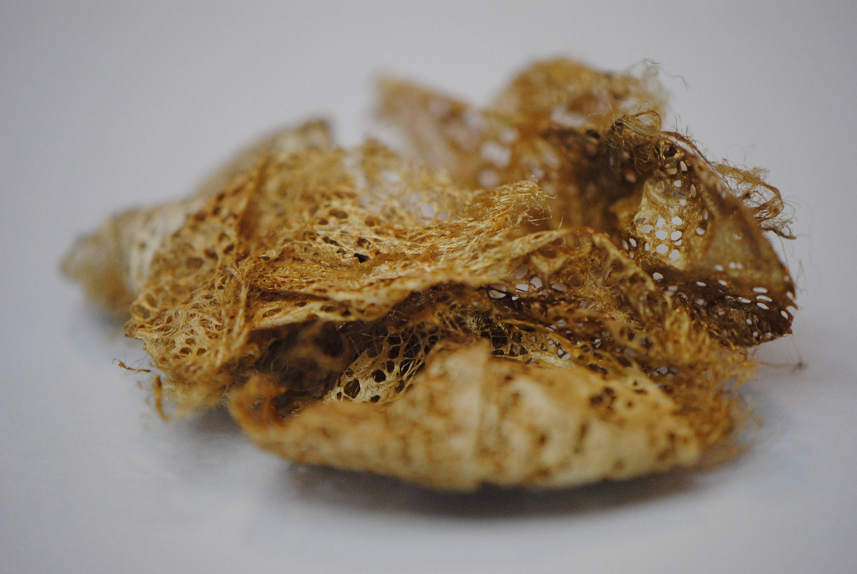 Buy Golden Silk Cocoons | Raw Silk Cocoons | Gold Silk | Indonesian ...