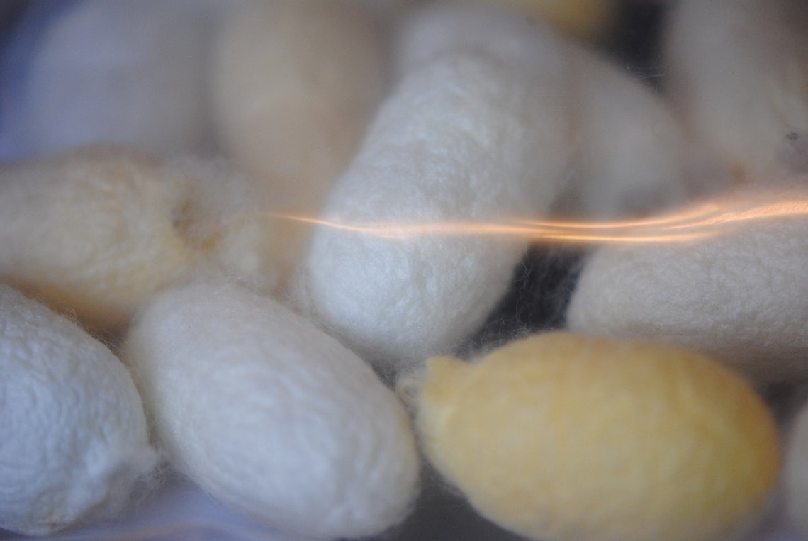 Peace Silk Cocoons | Raw Silk Fiber | Hand Raised Cocoons | Silkworm ...