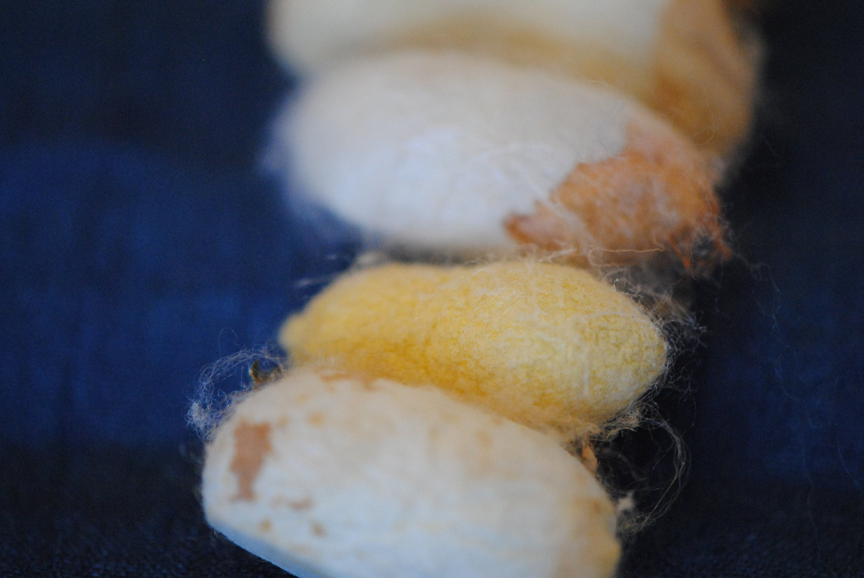 Peace Silk Cocoons | Raw Silk Fiber | Hand Raised Cocoons | Silkworm ...