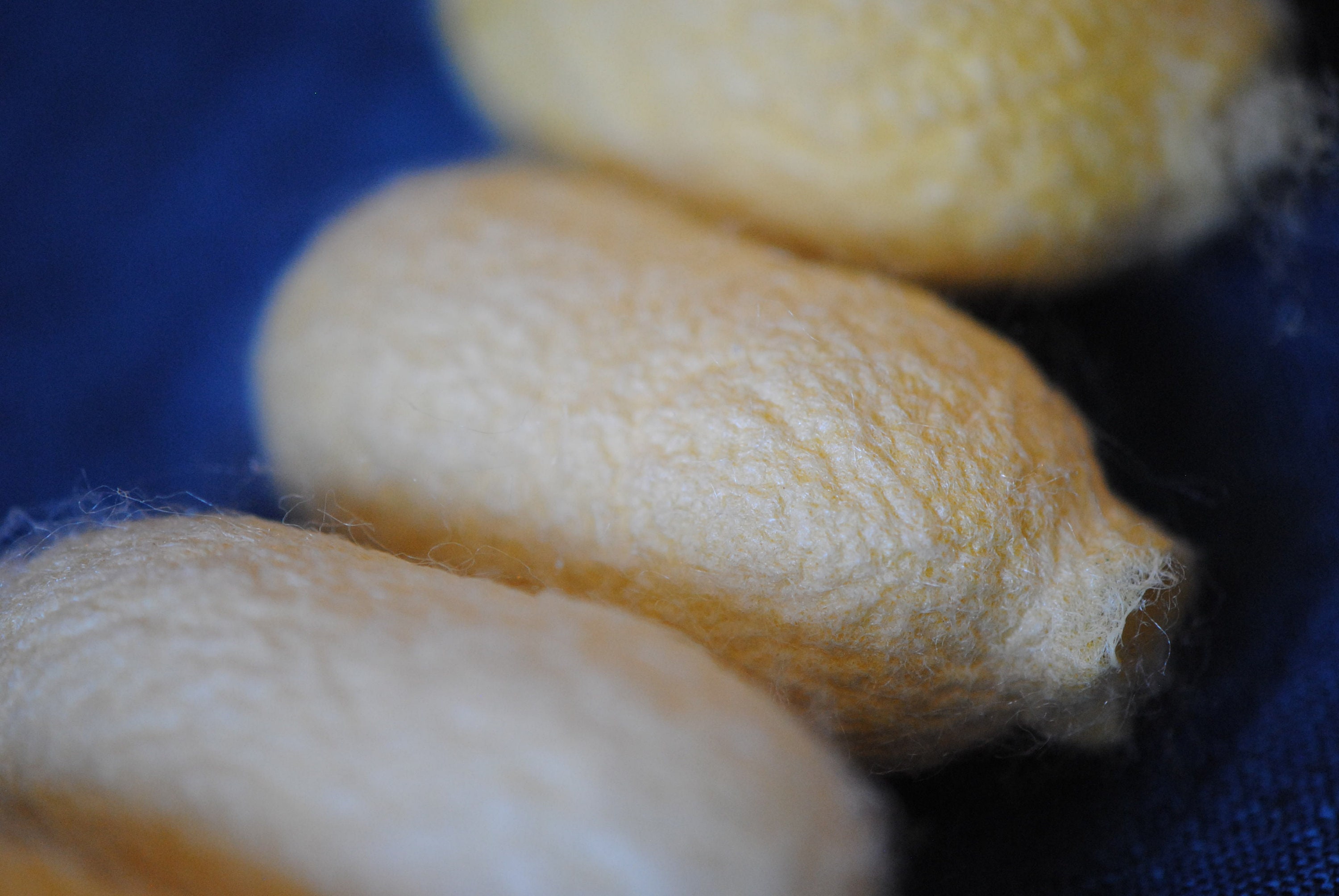 Peace Silk Cocoons | Raw Silk Fiber | Hand Raised Cocoons | Silkworm ...