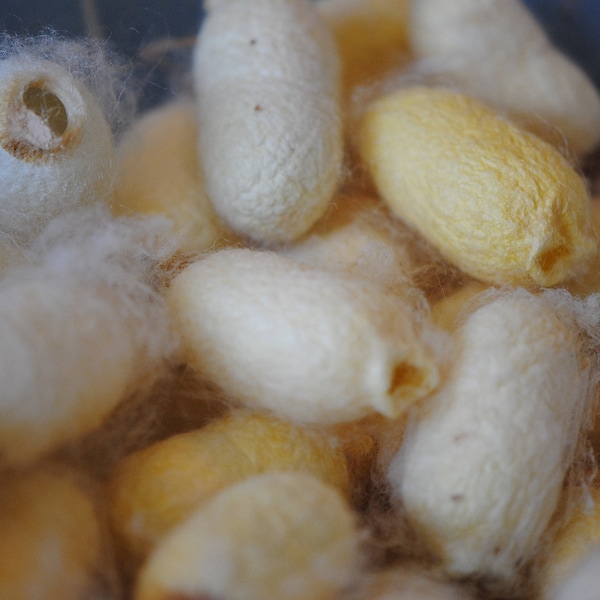 Silk Cocoon - Etsy UK