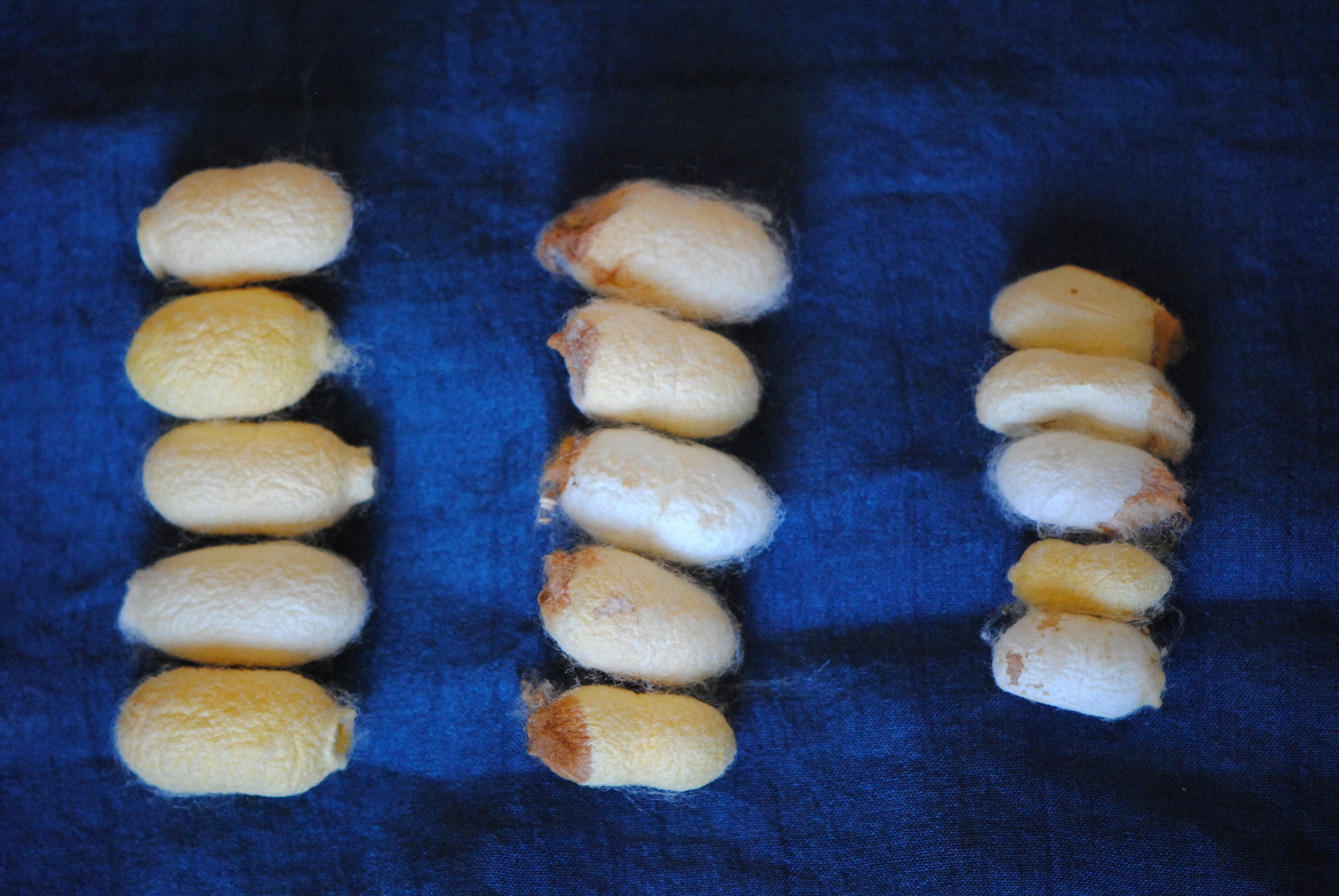 Peace Silk Cocoons Raw Silk Fiber Hand Raised Cocoons | Etsy