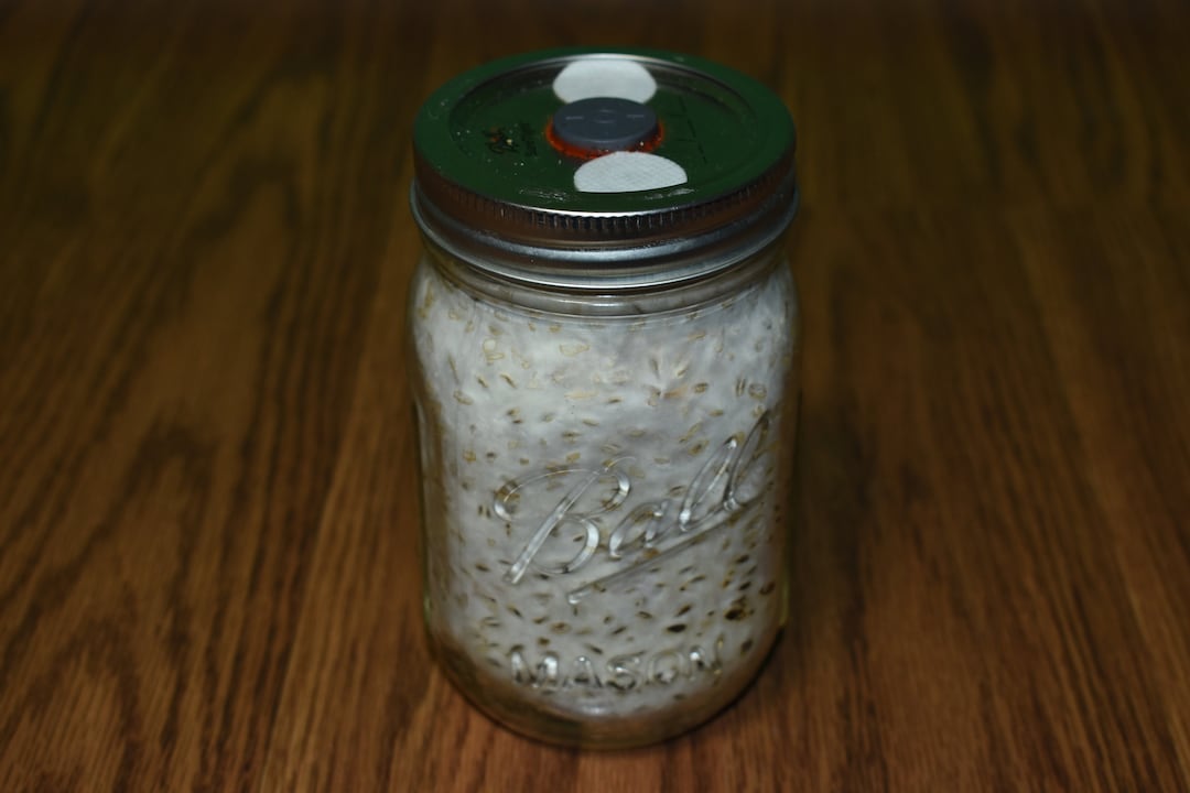 BLUE OYSTER Mushrooms Mycelium Seeds for Logs and Substrates 16OZ Jar ...