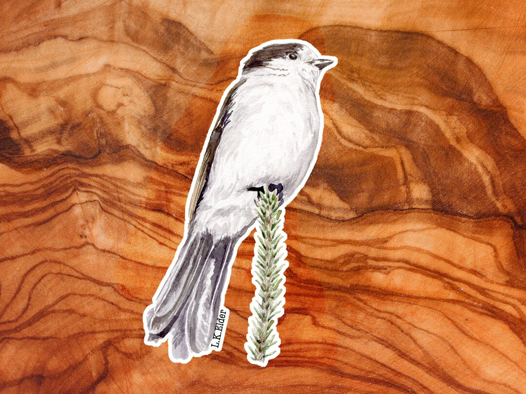 Canada Jay Sticker, Gray Jay Sticker, Grey Jay Sticker, Bird Sticker ...