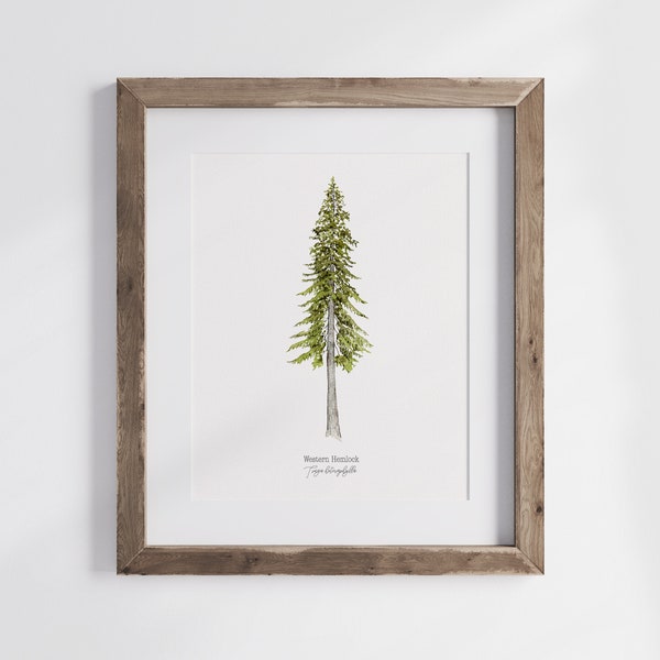 Redwood Print - Etsy