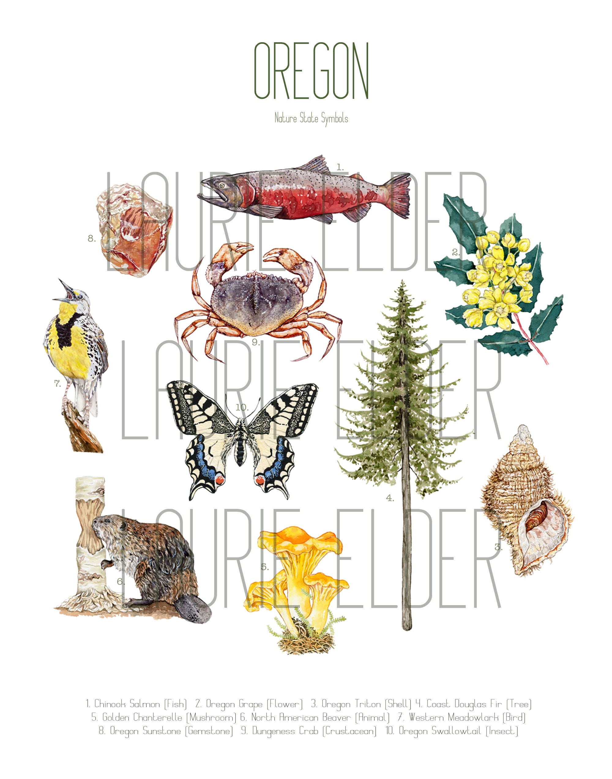 Oregon State Symbols Oregon State Symbol Stock Photos, Images And