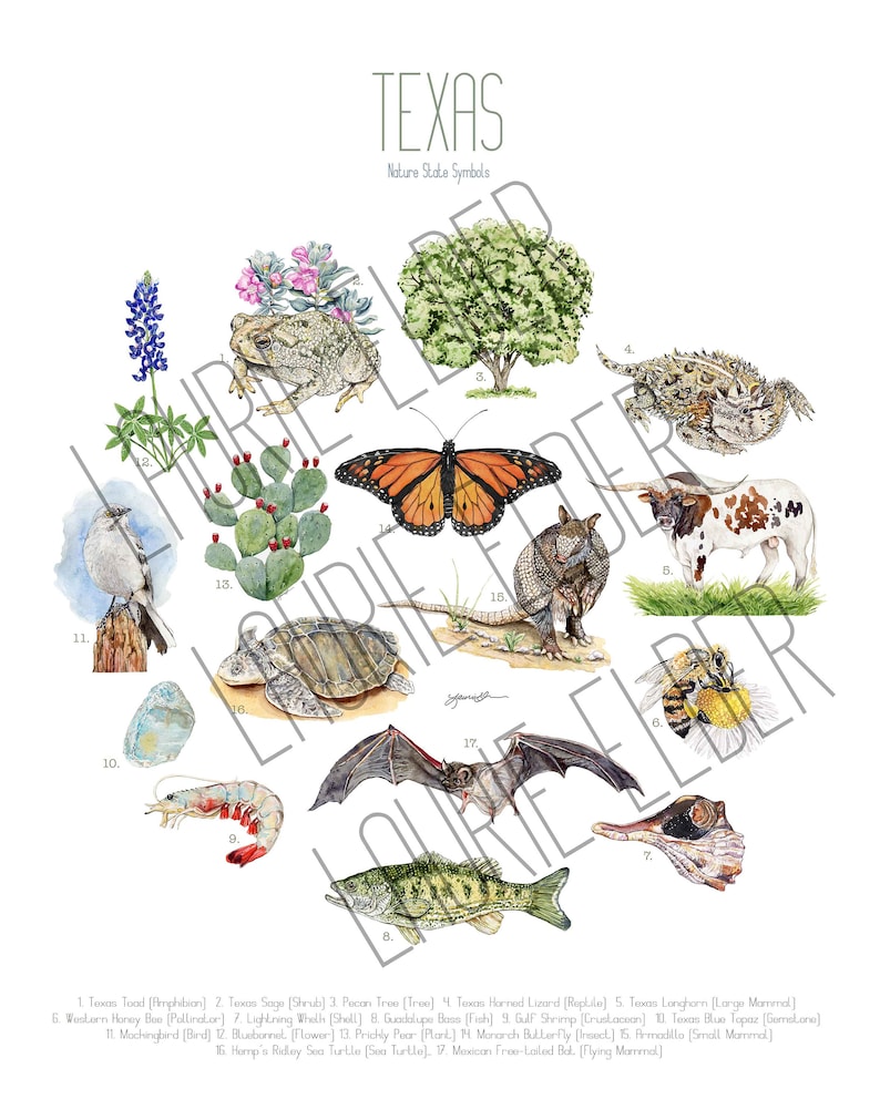 Texas State Symbols Art Print Texas State Symbols Typology - Etsy
