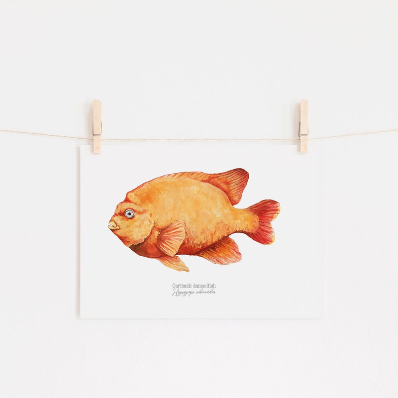 Garibaldi Fish - Etsy