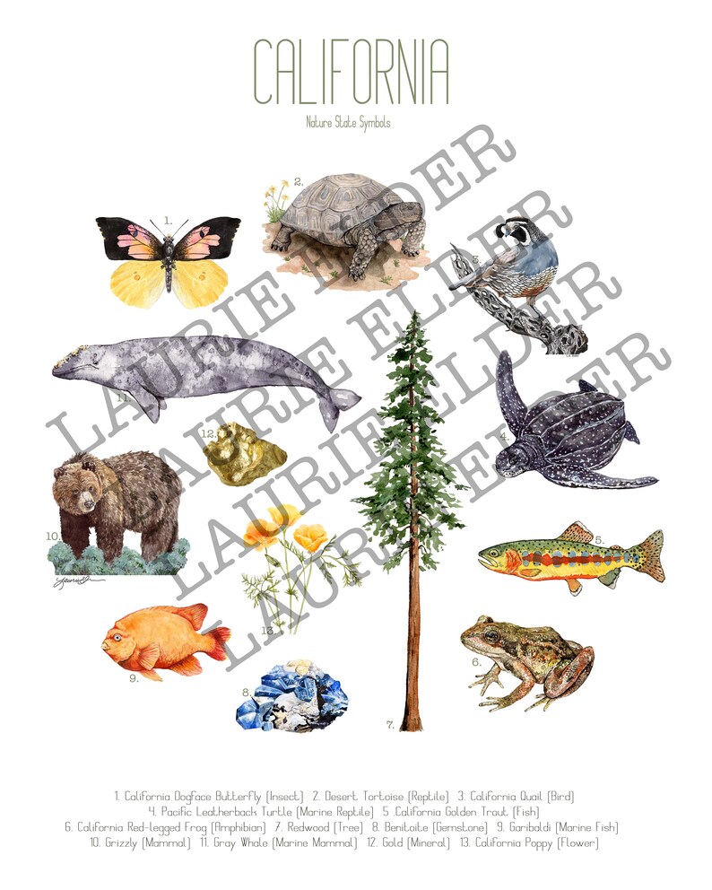 California State Symbols Art Print California State Symbols | Etsy