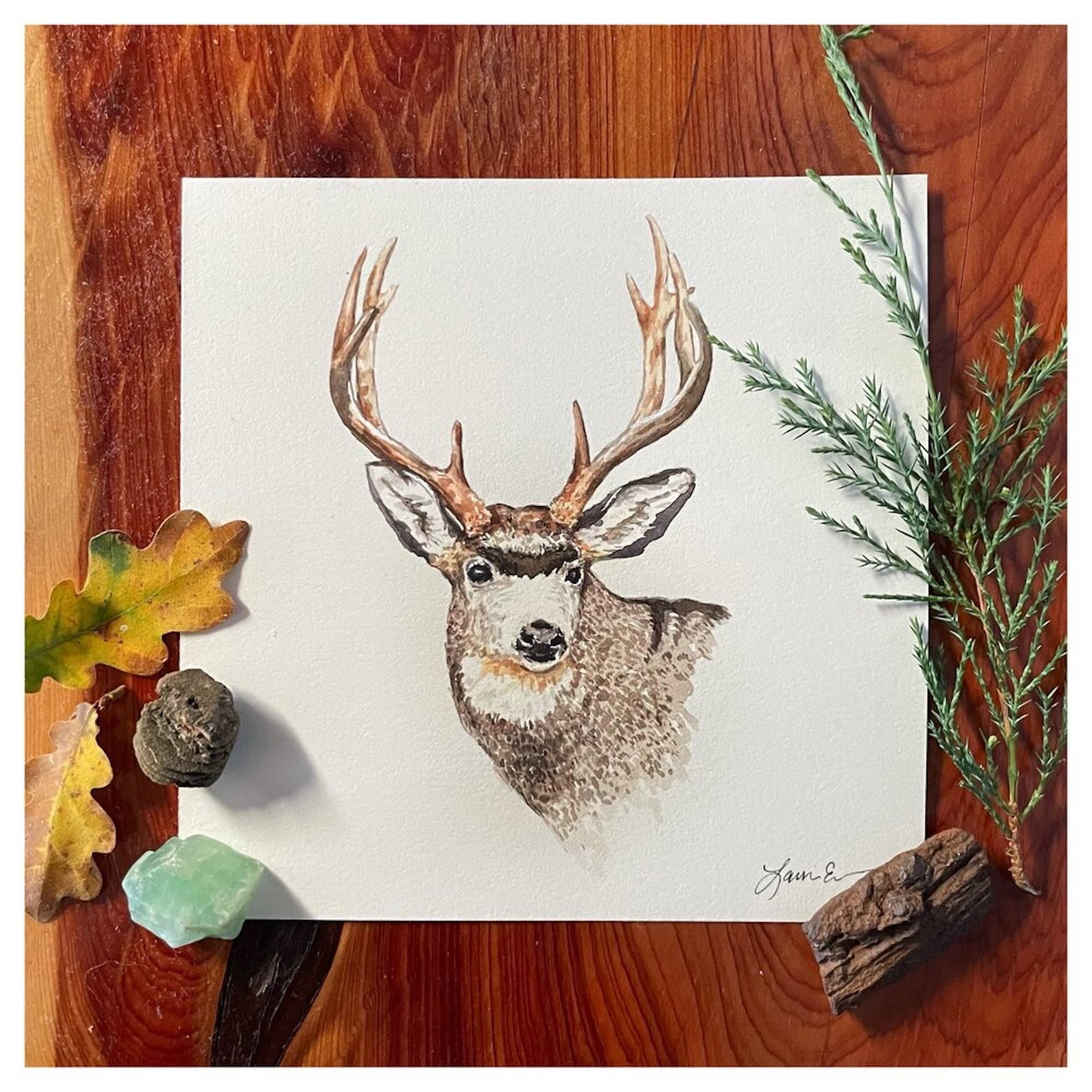 Mule Deer Buck Drawings