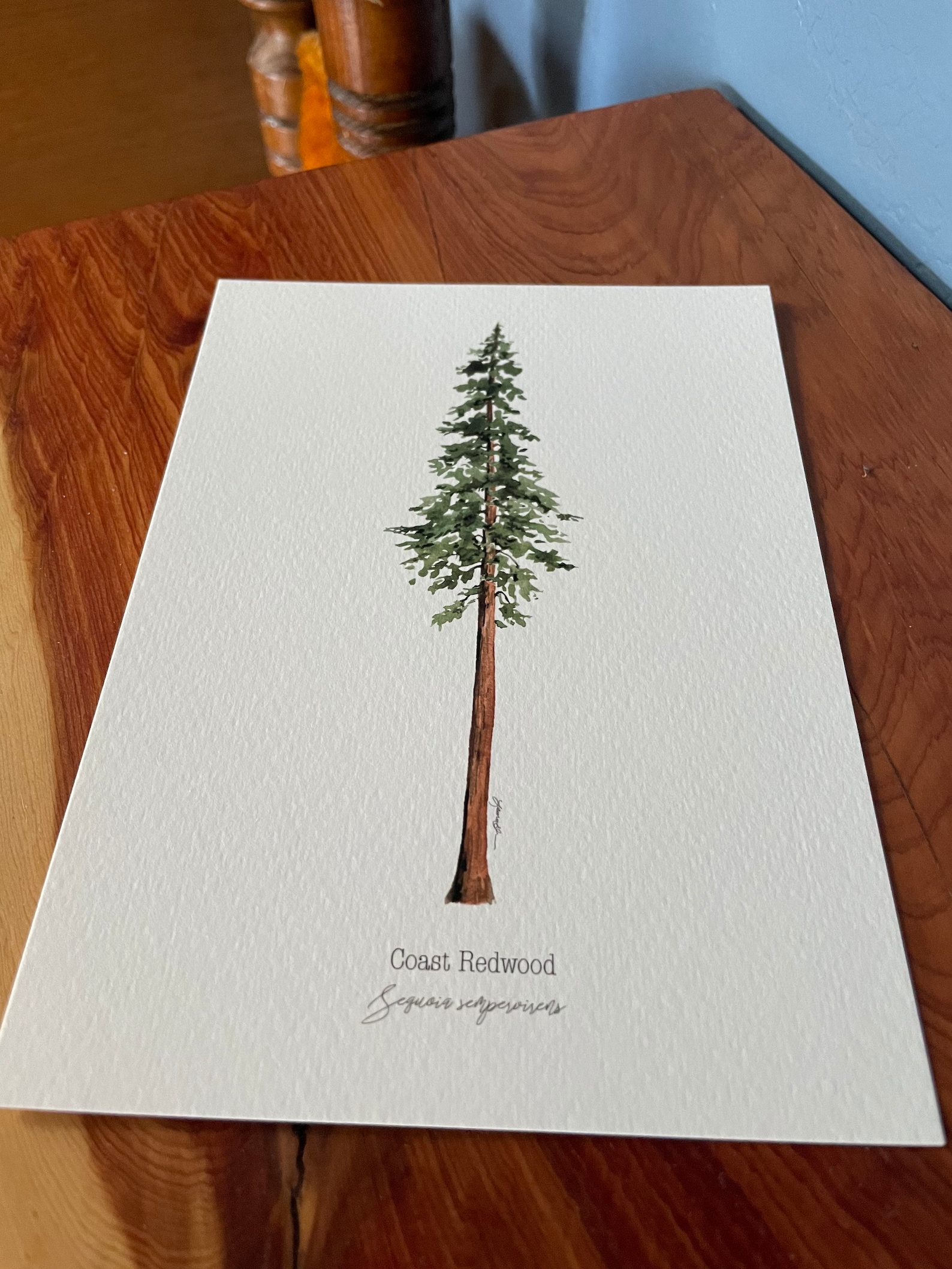 Coast Redwood Giclee Print Redwood Tree Illustration - Etsy