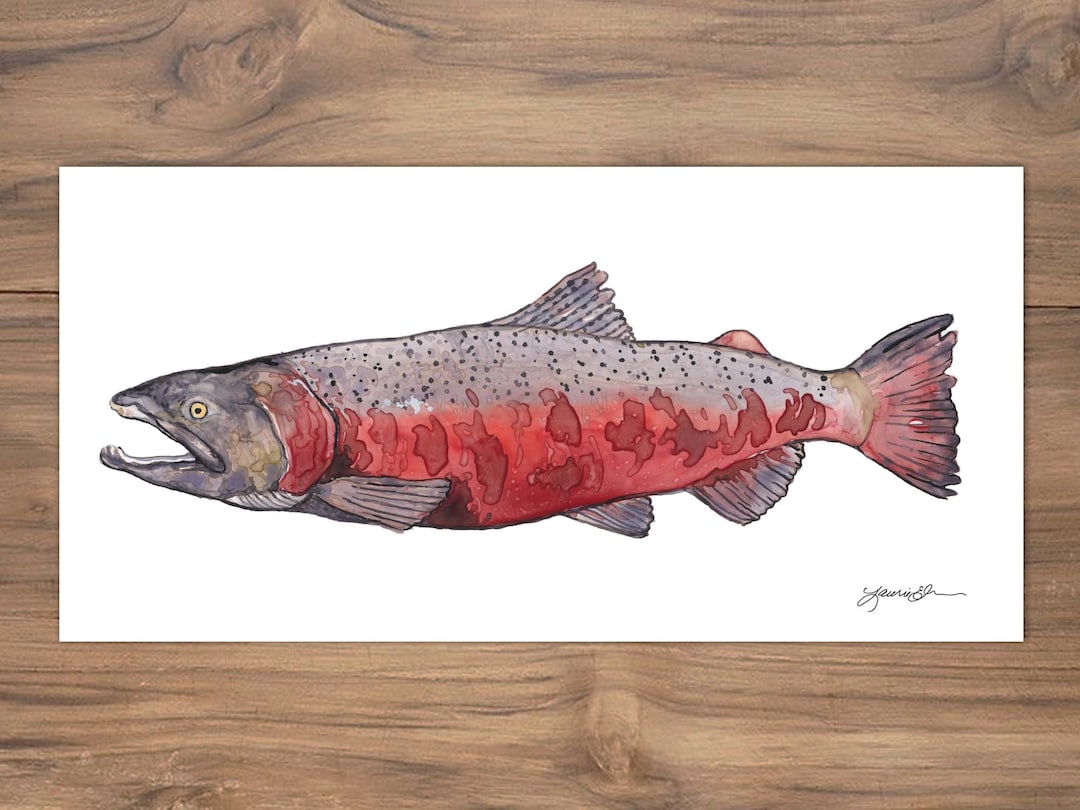 Watercolor Chinook Salmon Illustration, Chinook Salmon Art, Oregon Art ...