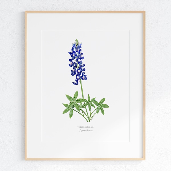 Bluebonnet Print - Etsy