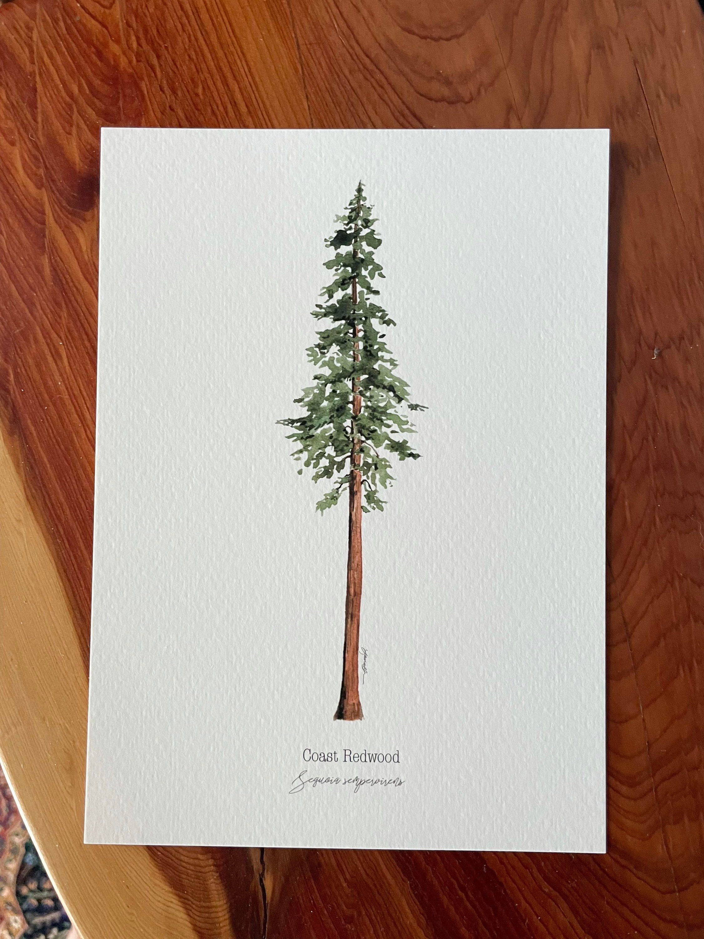 Coast Redwood Giclee Print Redwood Tree Illustration - Etsy