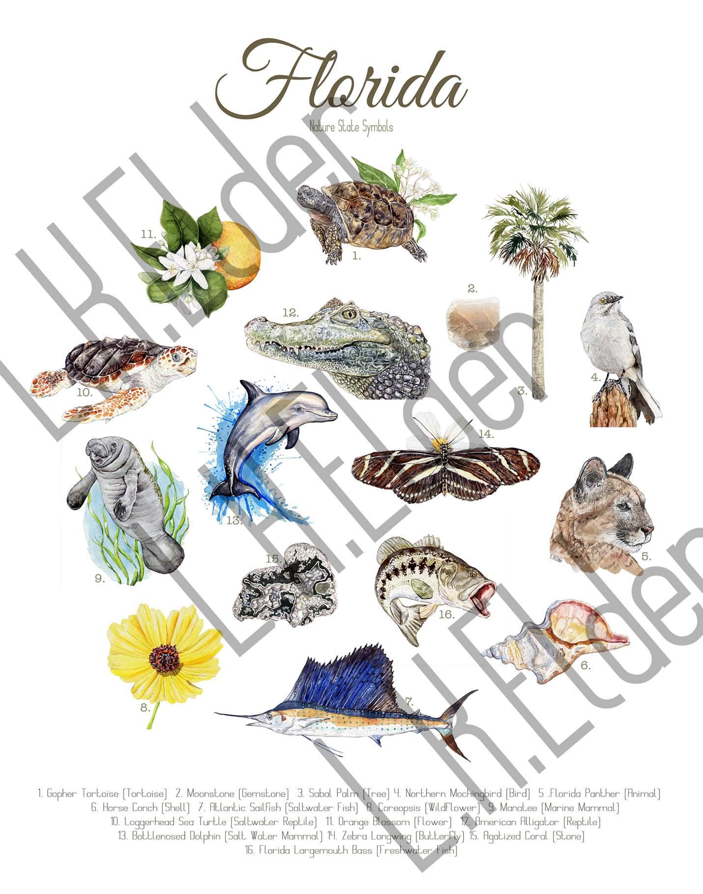 Florida State Symbols Art Print: Flora & Fauna Typology - Etsy