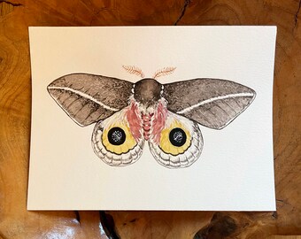 Silk Moth Watercolor - Etsy