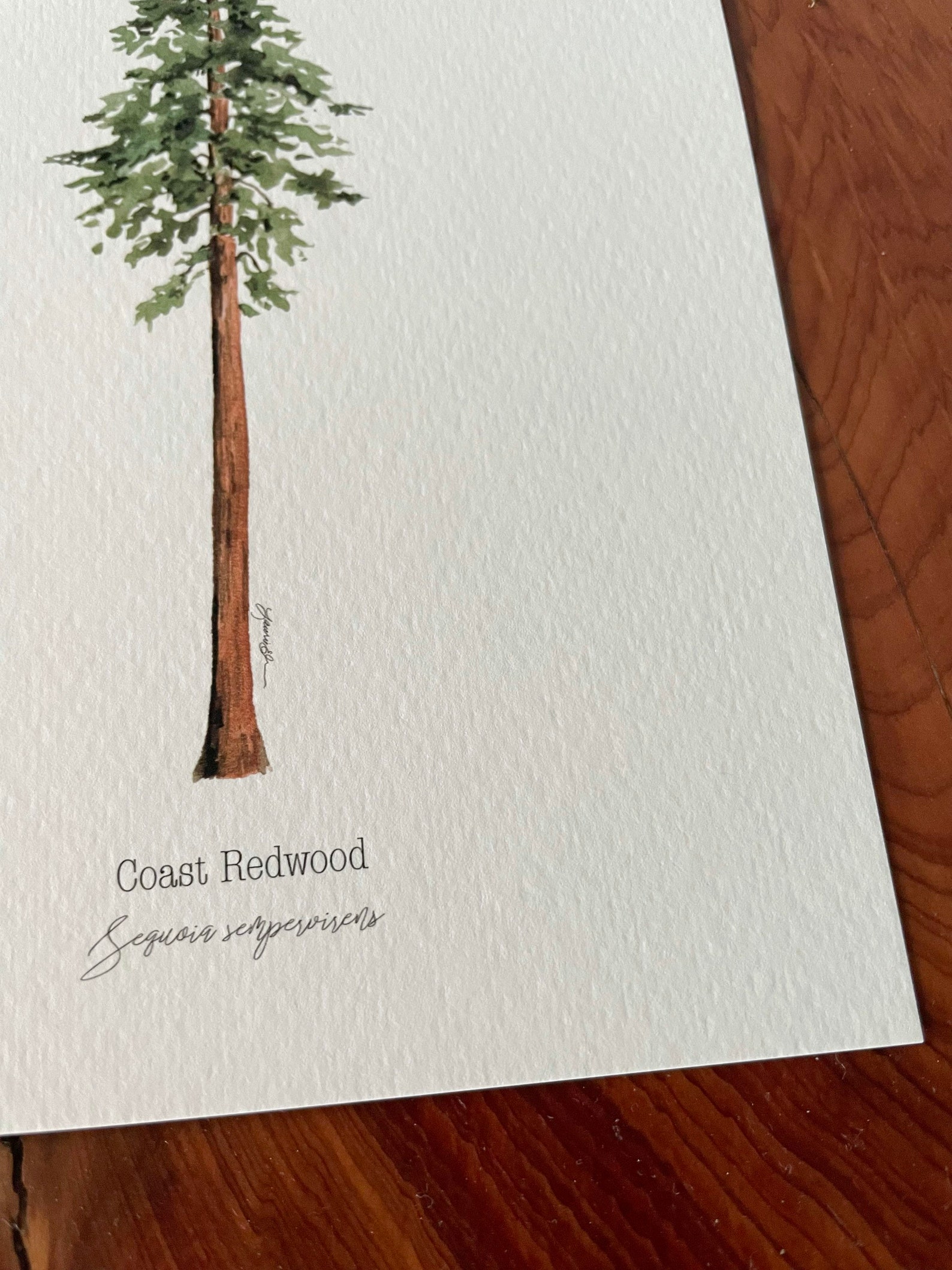 Coast Redwood Giclee Print Redwood Tree Illustration | Etsy