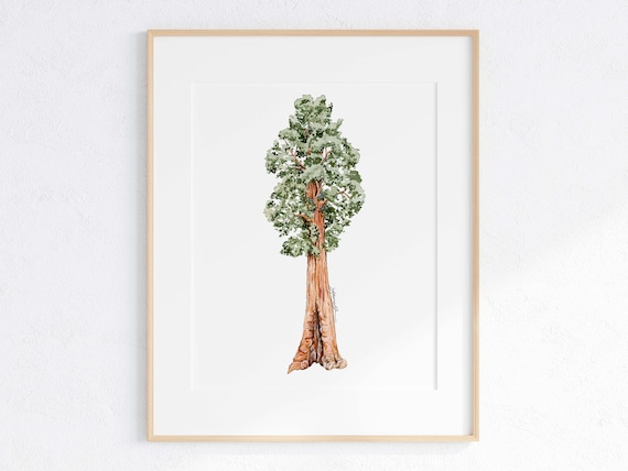 Giant Sequoia Drawing
