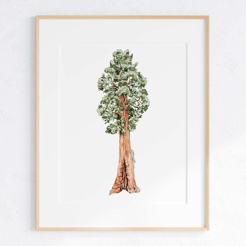 Sequoia Sketch Art Print - Etsy