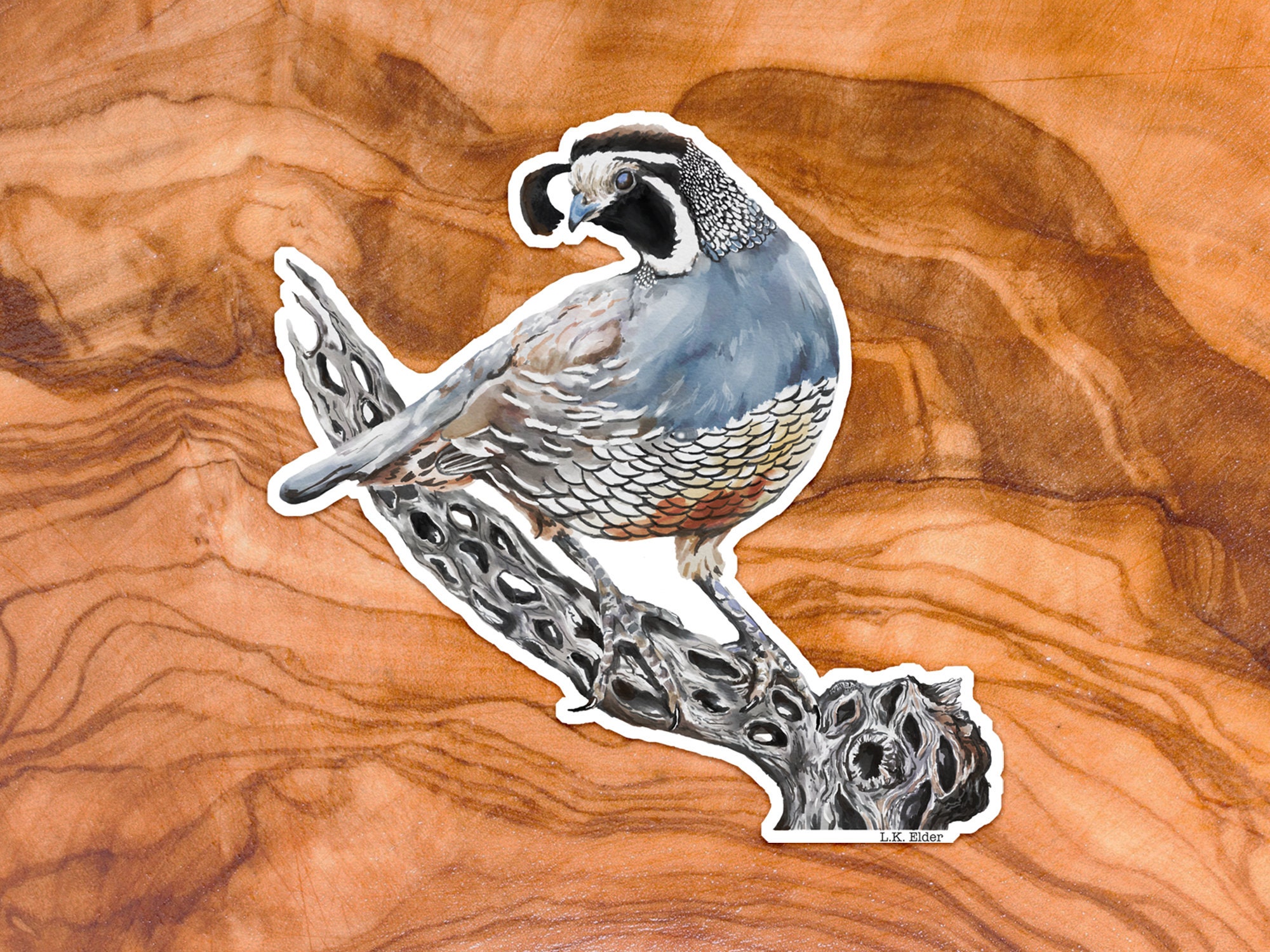 Gambel Quail Sticker Quail sticker New Mexico sticker | Etsy