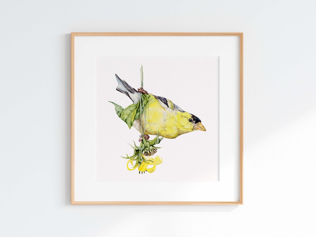 American Goldfinch Giclee Print, Watercolor Goldfinch, Goldfinch ...