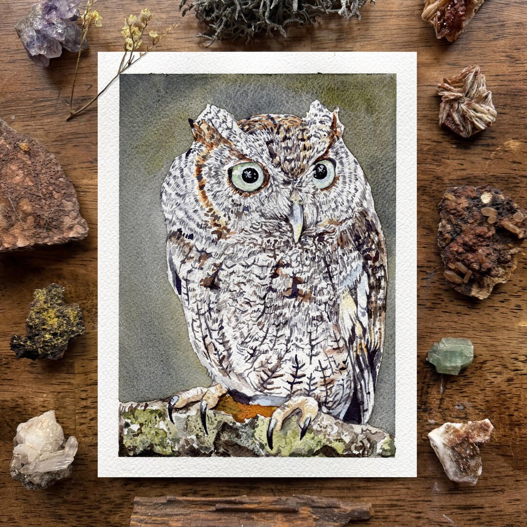 Western Screech Owl Painting, Western Screech Owl Illustration, Western ...