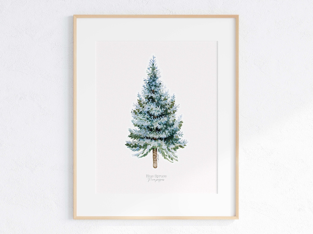 Blue Spruce Giclee Print, Blue Spruce Illustration, Colorado Blue ...