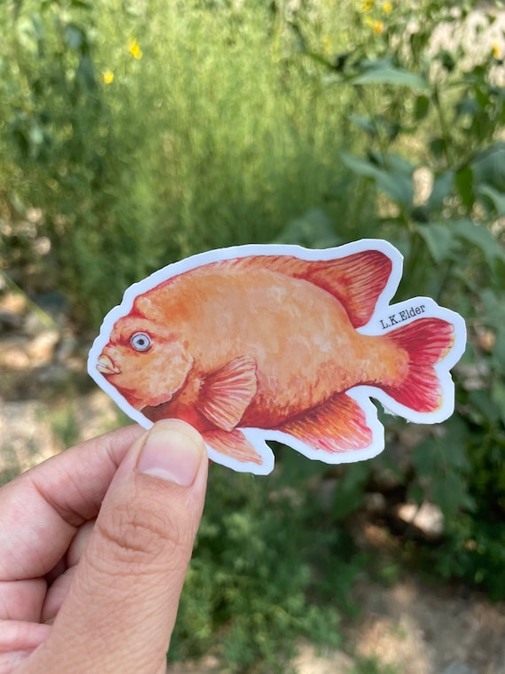 Garibaldi Fish Drawing