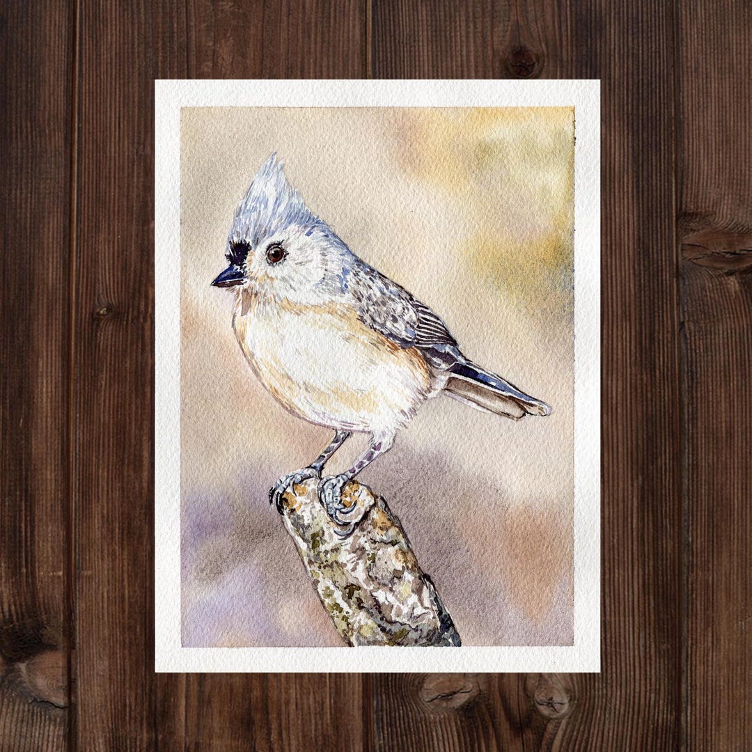 Watercolor Tufted Titmouse Illustration, Watercolor Titmouse Original ...