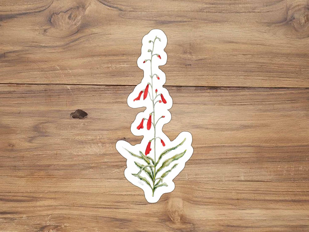 Firecracker Penstemon Vinyl Sticker: Colorado Wildflower Decal - Etsy