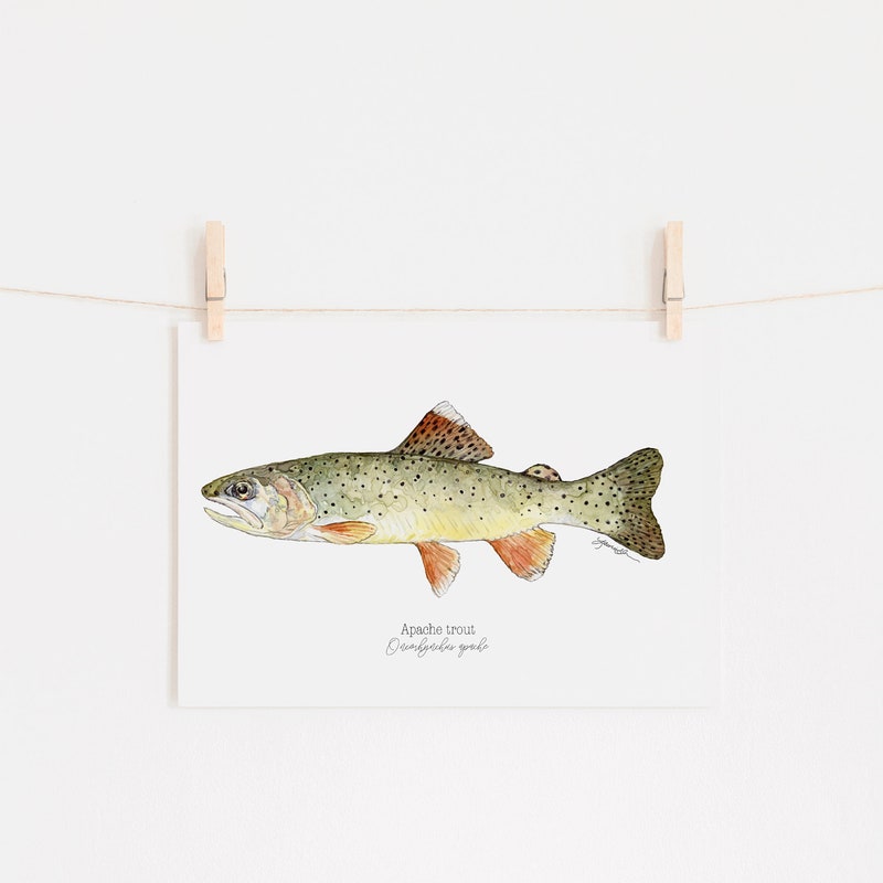Trout Painting - Etsy