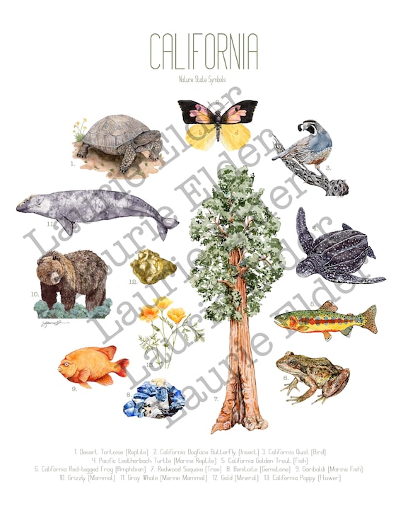 Californias State Symbols